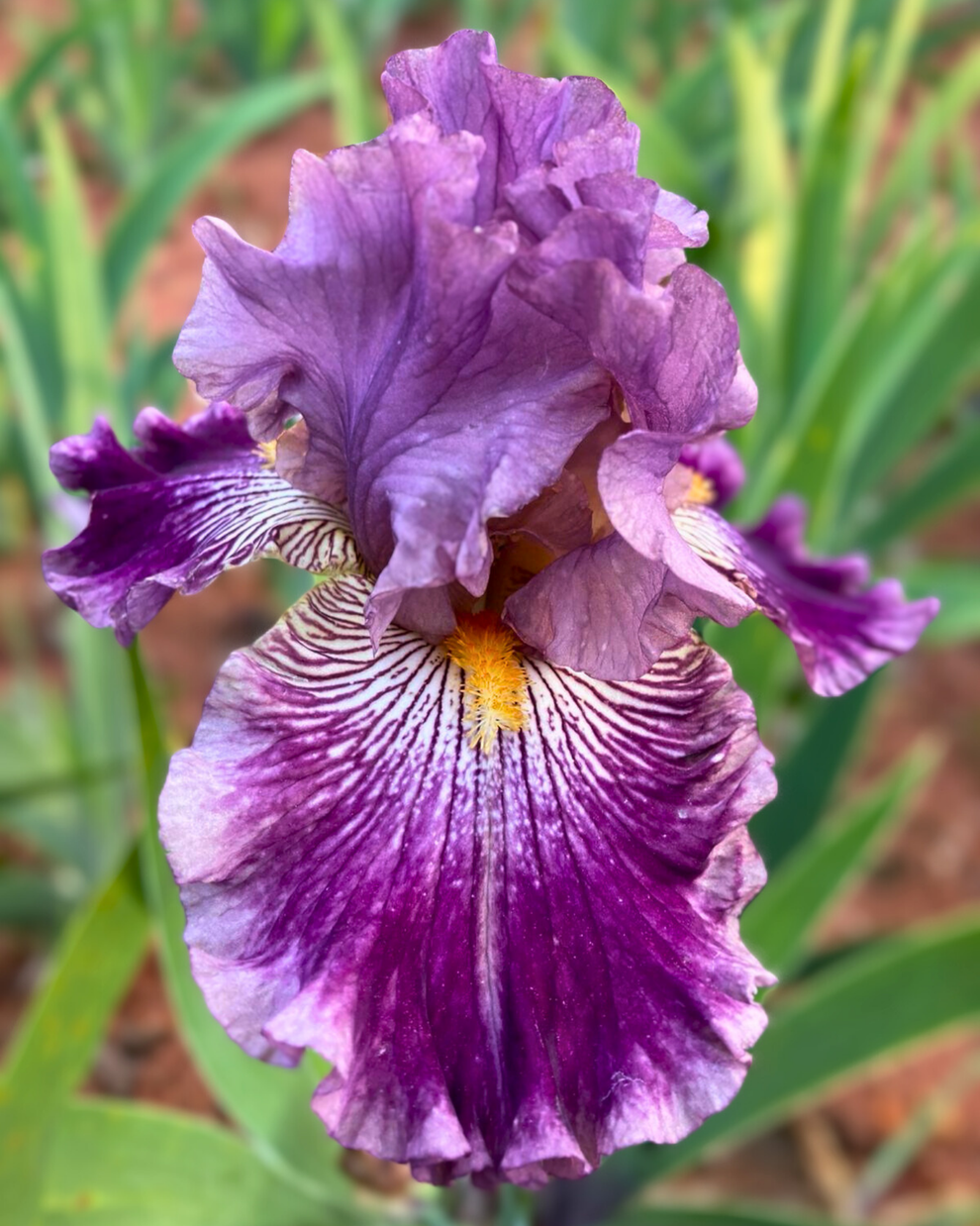 POUR DANISH – IRIS AFFAIR