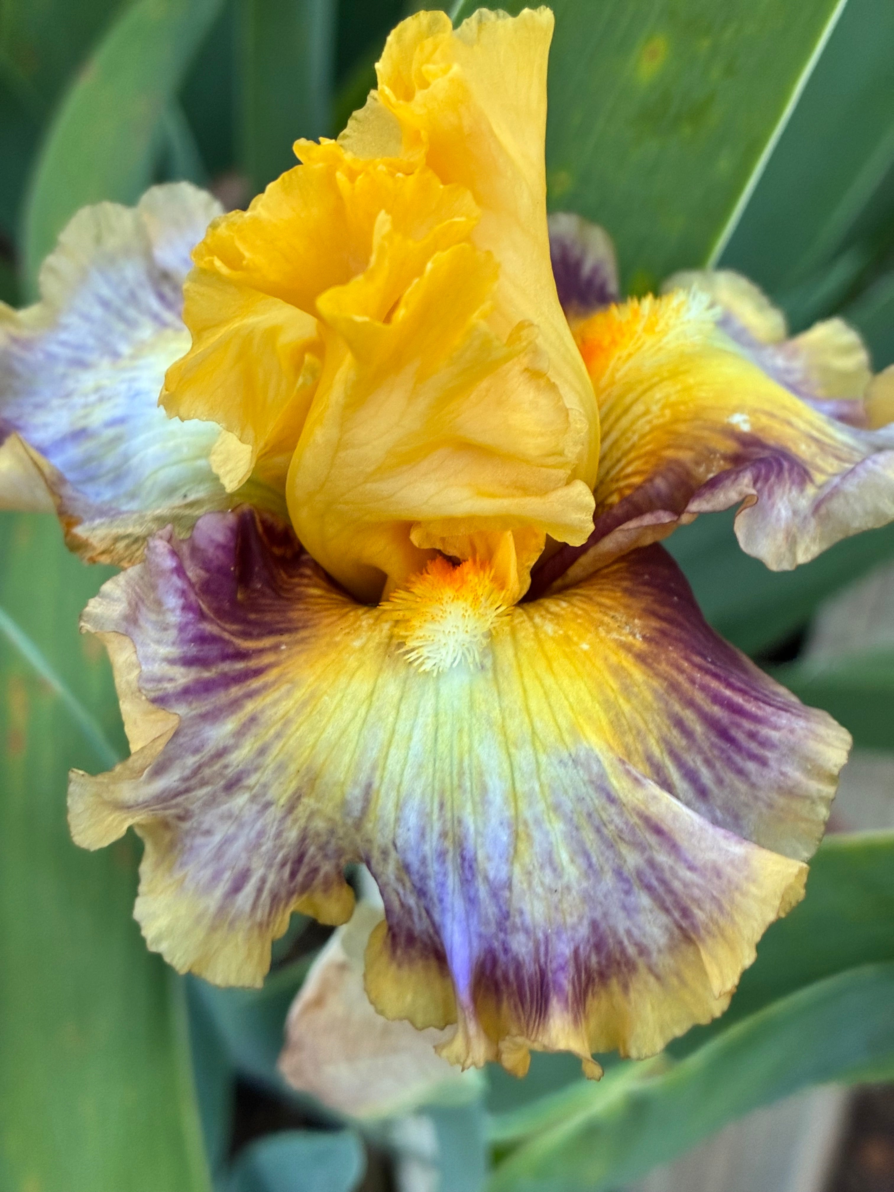 COLOUR BAZAAR – IRIS AFFAIR