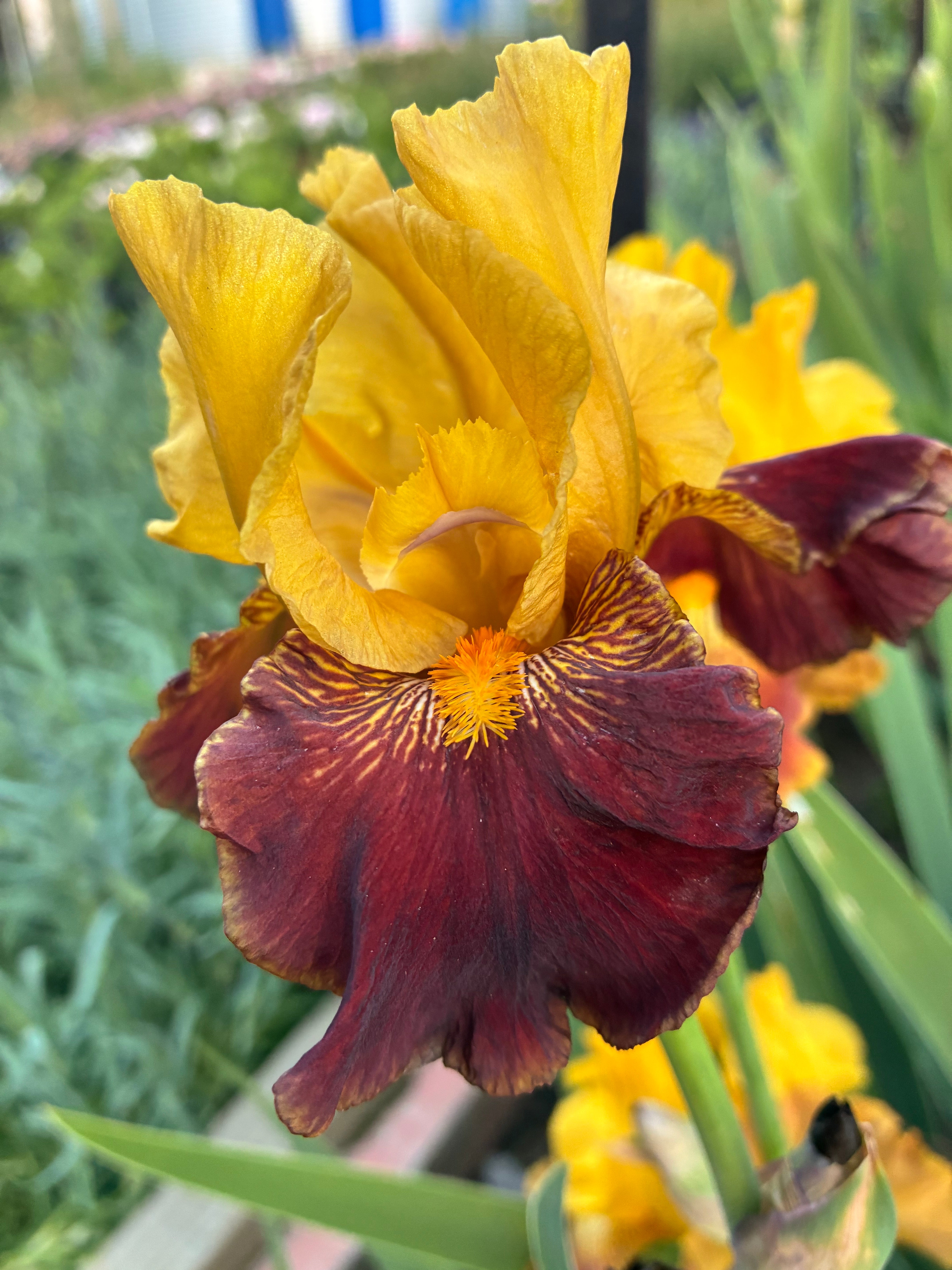 SUPREME SULTAN – IRIS AFFAIR