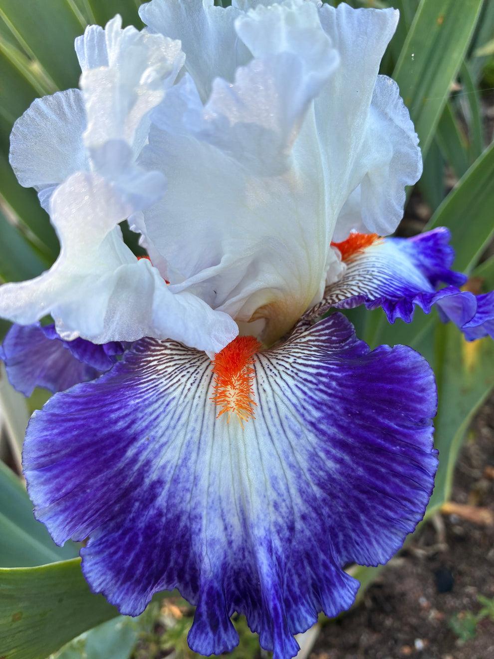 GYPSY LORD – IRIS AFFAIR
