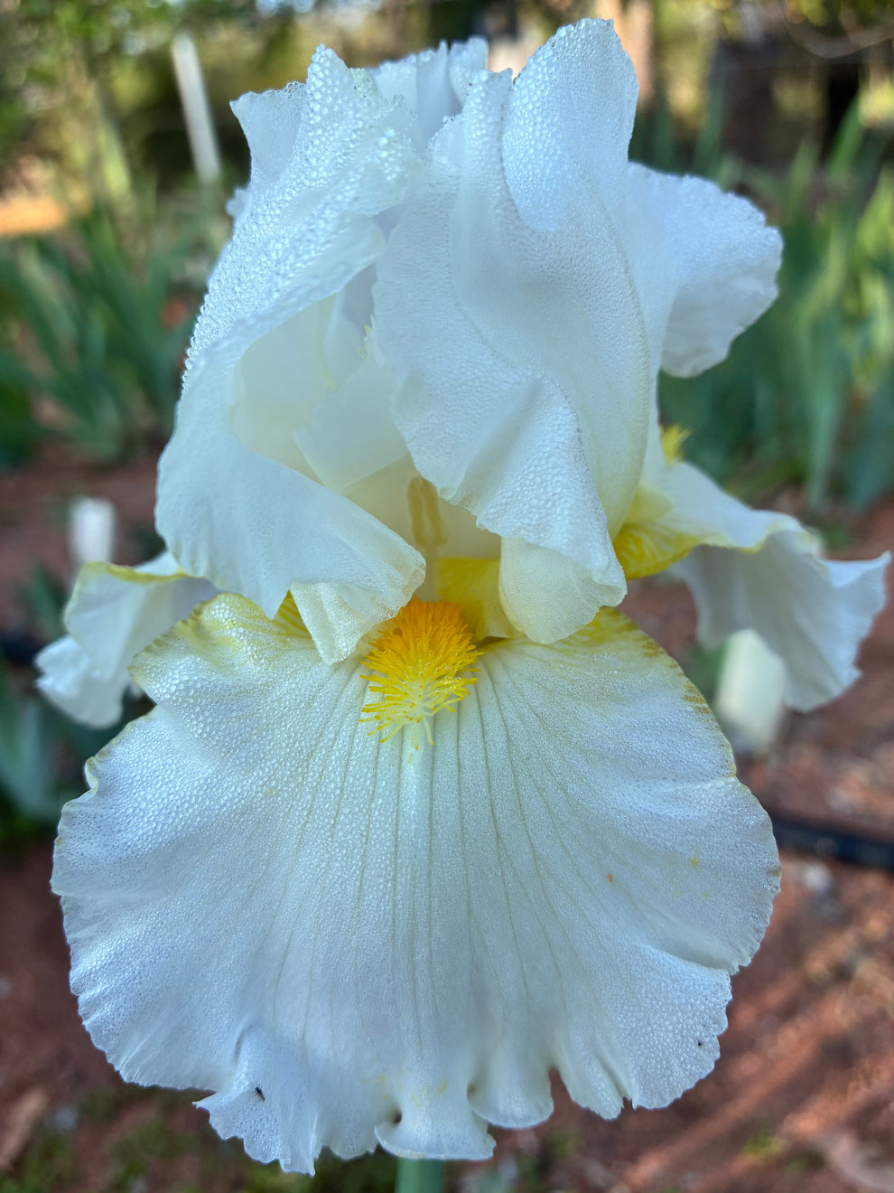 WHITE LIGHTNING – IRIS AFFAIR