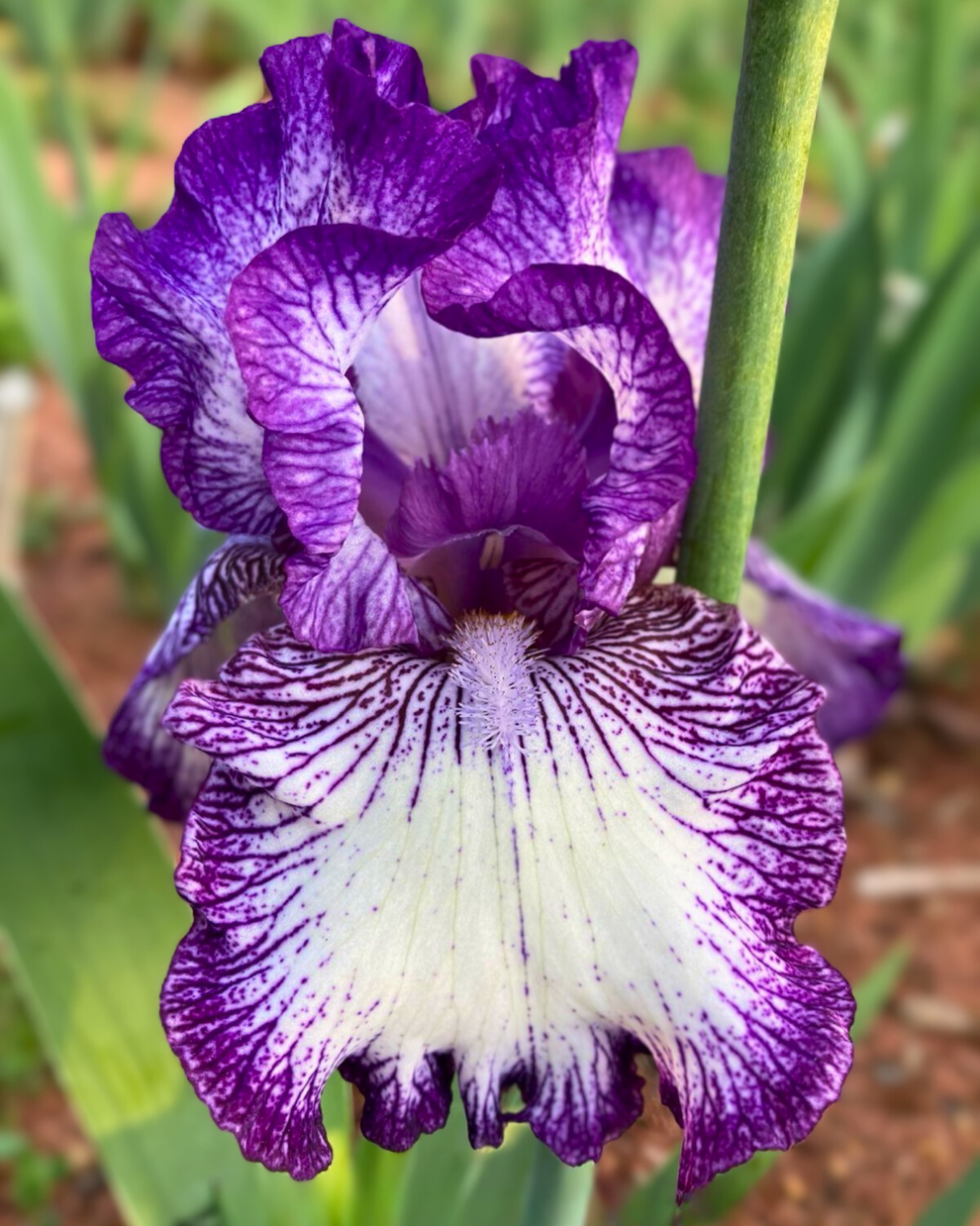 DOUBLE SHOT RHIZOME – IRIS AFFAIR