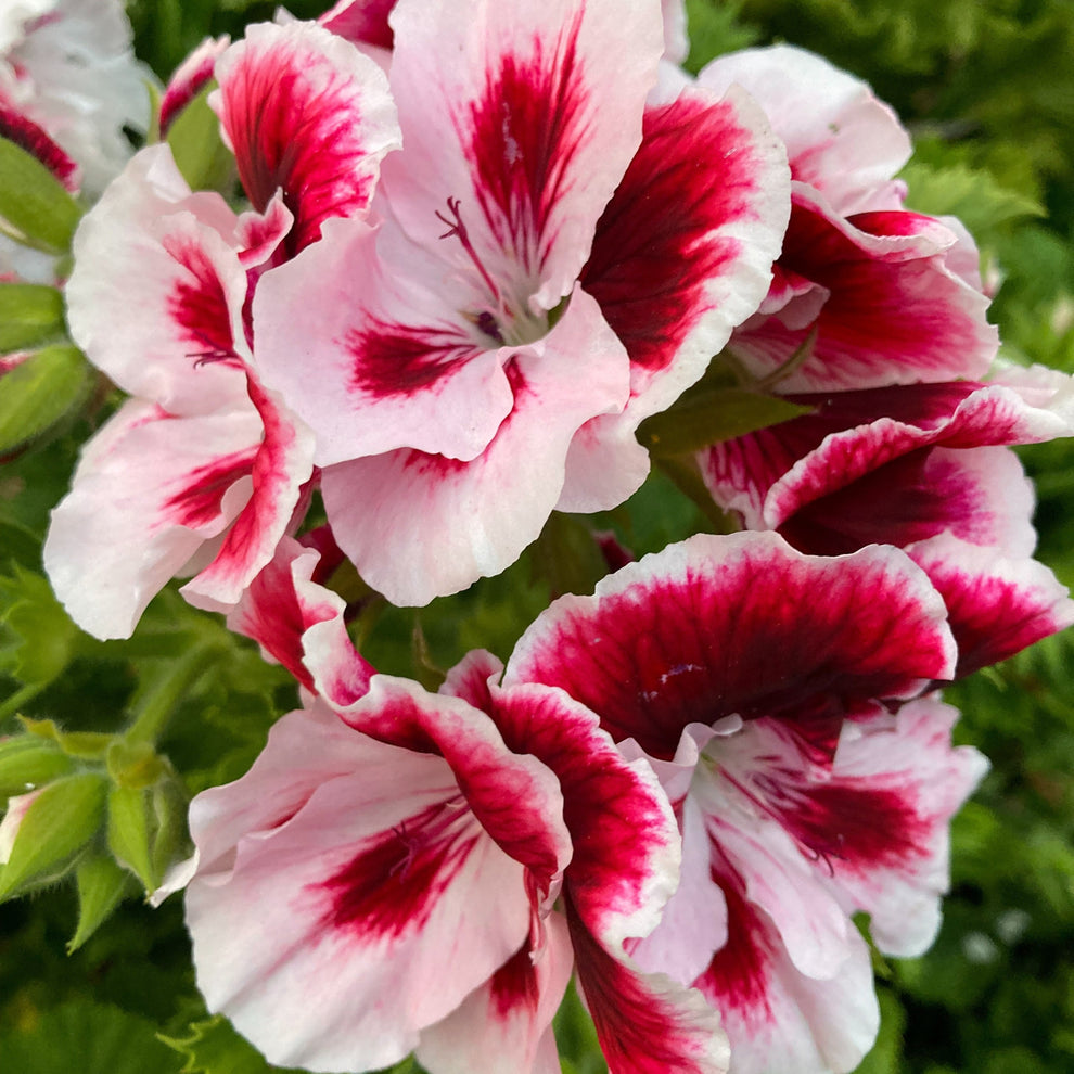 Georgia – IRIS AFFAIR