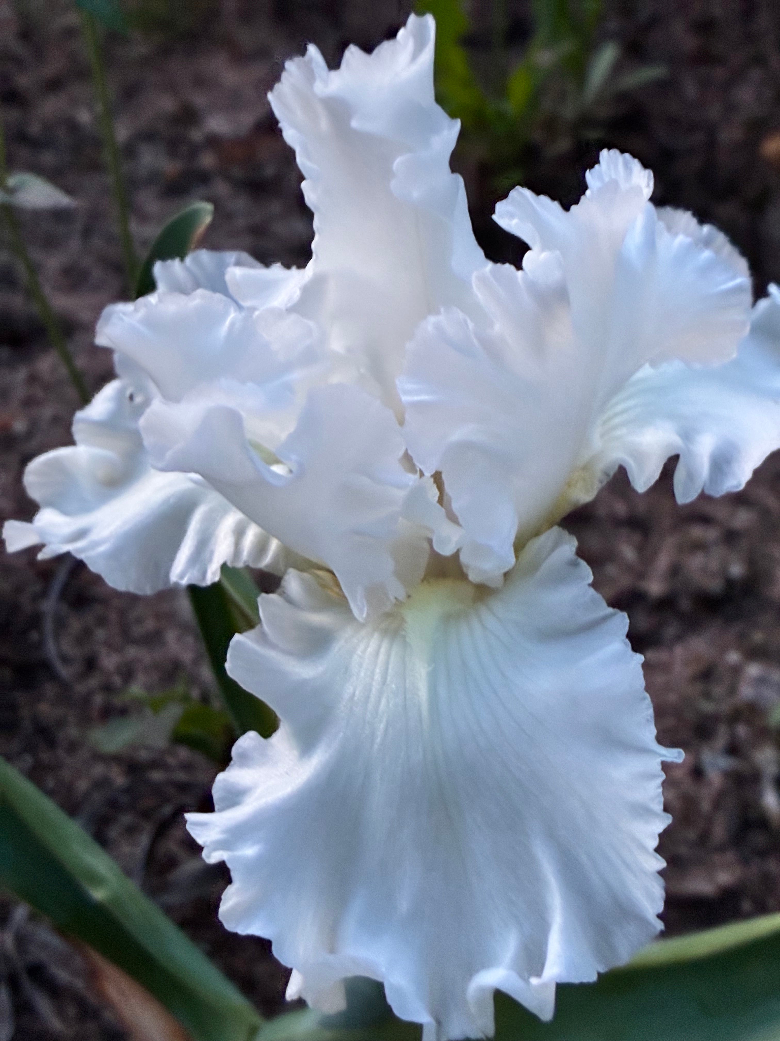 JAY CEE TEE – IRIS AFFAIR