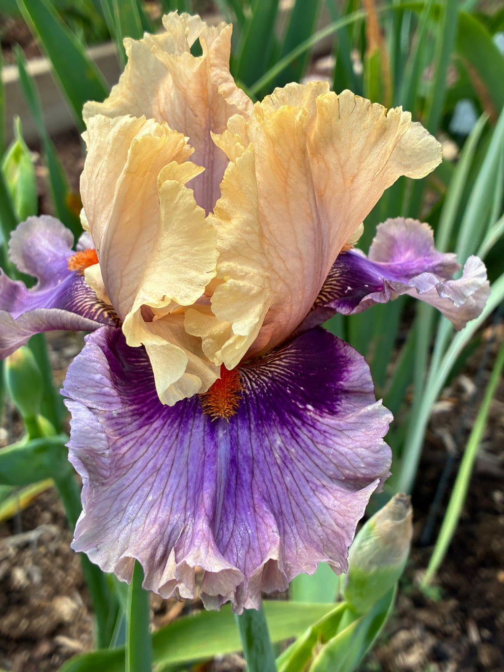 PARIS MEMORY – IRIS AFFAIR