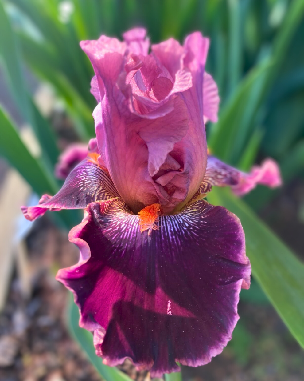 SCARLET EMBERS RHIZOME – IRIS AFFAIR